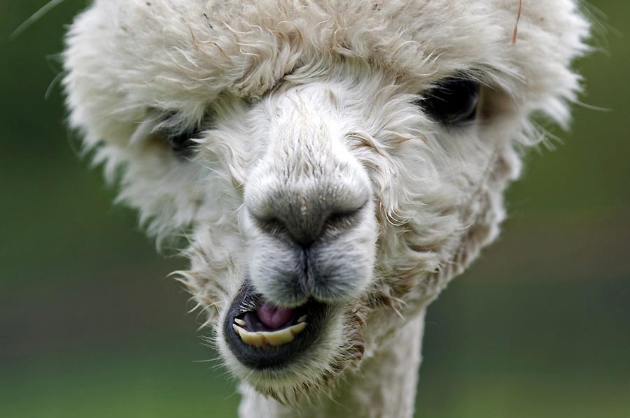 La mirada animal - Fotos de animales - RTVE.es