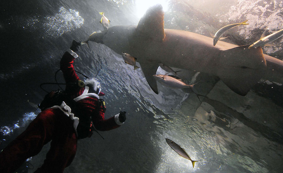 La mirada animal - Fotos de animales - RTVE.es