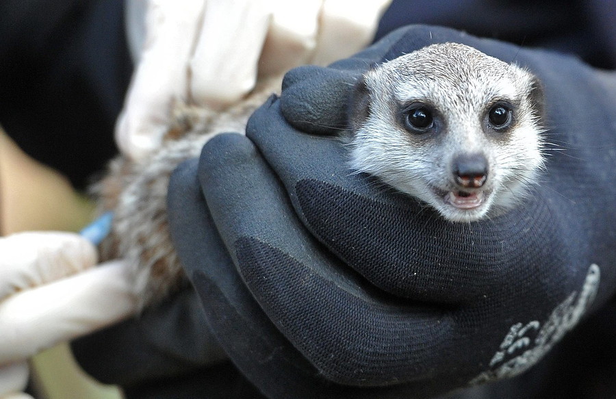 La mirada animal - Fotos de animales - RTVE.es